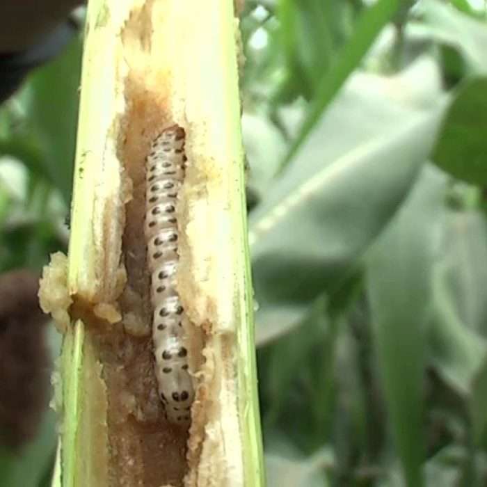 Diatraea, ¿Qué es y cómo controlarla? - Del Monte AG