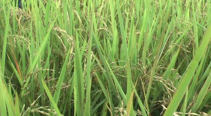 ¿El manchado de grano, es una amenaza para la producción de arroz ...