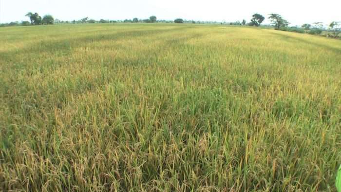 ¿El manchado de grano, es una amenaza para la producción de arroz ...