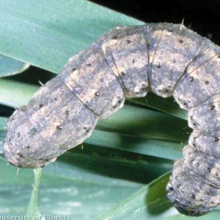 Qué es el gusano trozador, biología y control - Del Monte AG