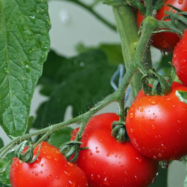 Tomate riñón: características y principales plagas - Del Monte AG