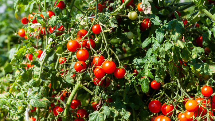 Tomate riñón: características y principales plagas - Del Monte AG
