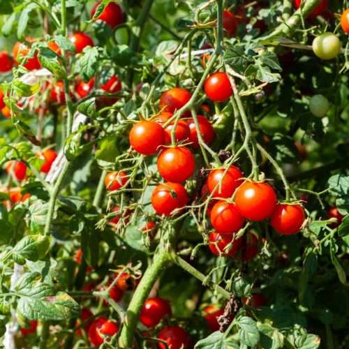 Importancia del Potasio en la productividad del tomate riñón - Del Monte AG