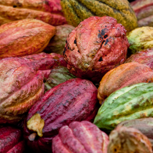 Producción de cacao en Ecuador y su impacto económico - Del Monte AG