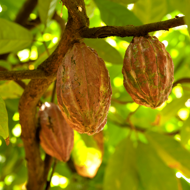 Importancia de la fertilización en el cultivo de cacao en Ecuador - Del ...