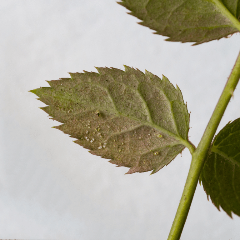 Ácaros, ¿Qué son y como controlarlos en flores? - Del Monte AG